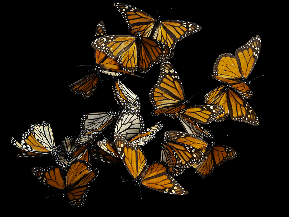 Piccolo Teatro di Milano – Teatro d’Europa